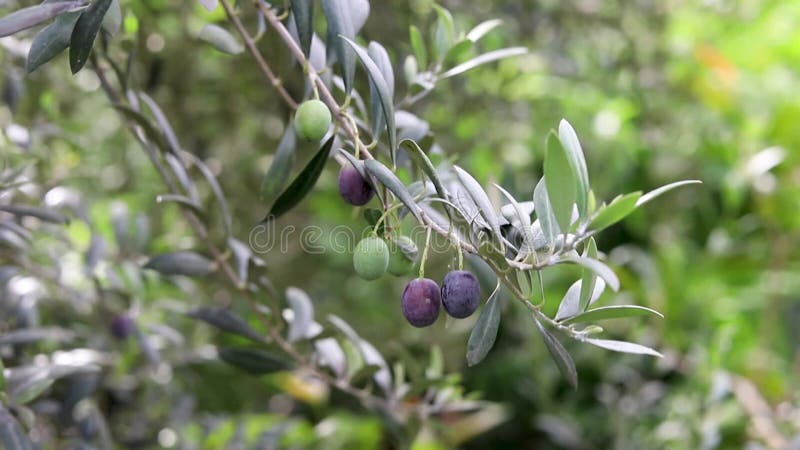 Olive Ripe Fruit on a Branch of Olive Tree Stock Video - Video of green ...
