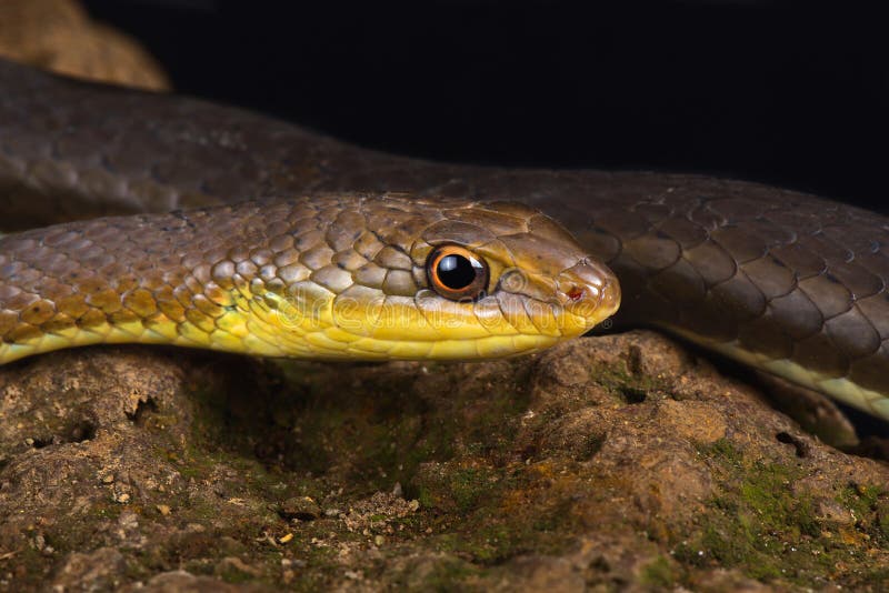 330 Olive Snake Stock Photos - Free & Royalty-Free Stock Photos from ...