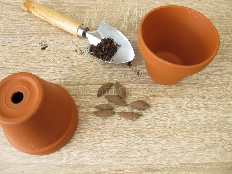 Olive Seeds To Grow an Olive Tree Stock Photo - Image of olives, sowing ...