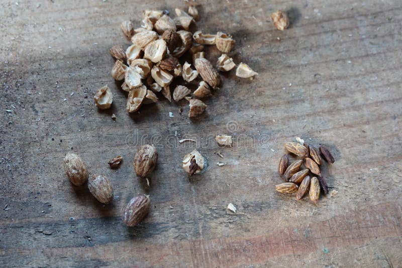 Olive Seeds Separated from the Stone, Olive Seed Plants Separated from ...