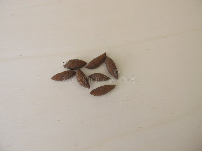 Olive Seeds To Grow an Olive Tree Stock Photo - Image of olives, sowing ...