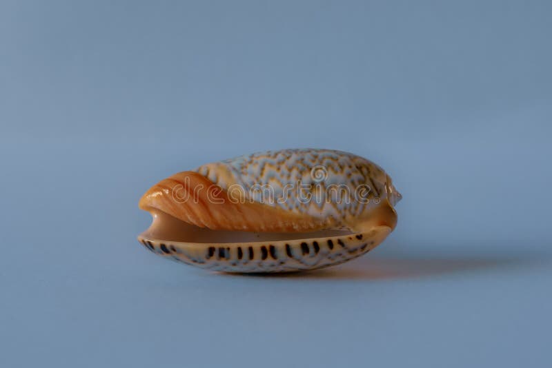 Olive Shell. Orange-Mouthed Olive Shell. Olivia Sericea Roding Stock ...