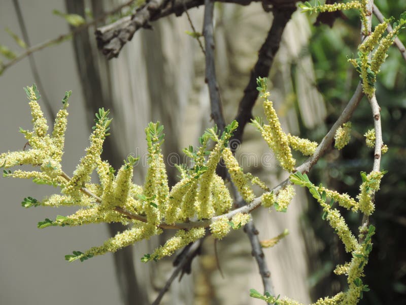 Olive Shoots stock image. Image of shoots, flower, branch - 260986807