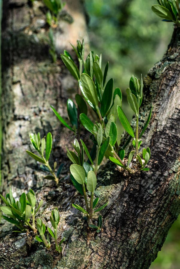 Olive buds stock photo. Image of branch, background - 181155430