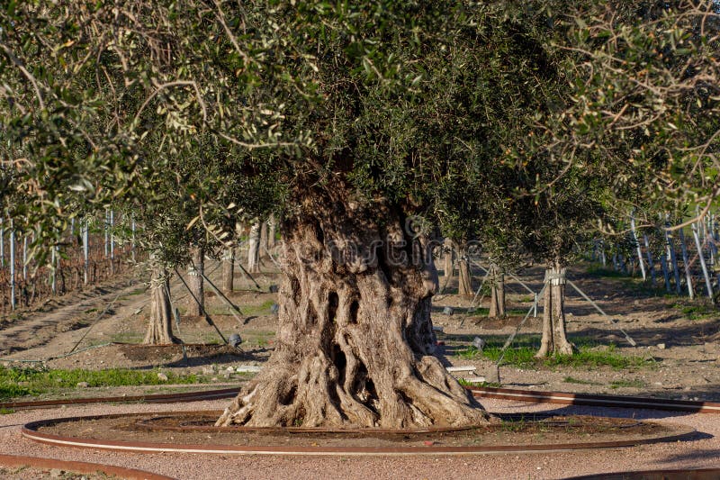 Olive Thick Tree Growing in a Wine Park in Crimea among Trees and ...