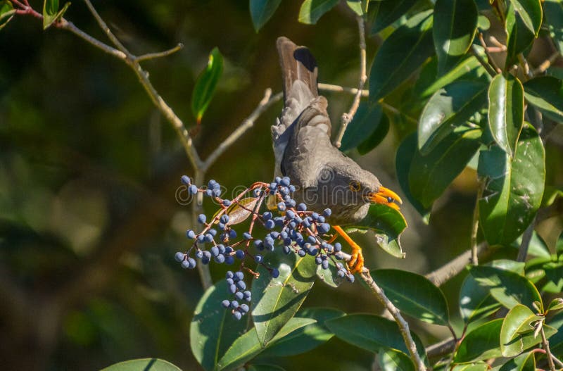 Olive Thrush Bird Perched on an Elderberry Tree Known As Turdus ...