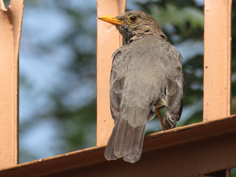 Olive Thrush. stock photo. Image of citrina, olive, long - 51318490