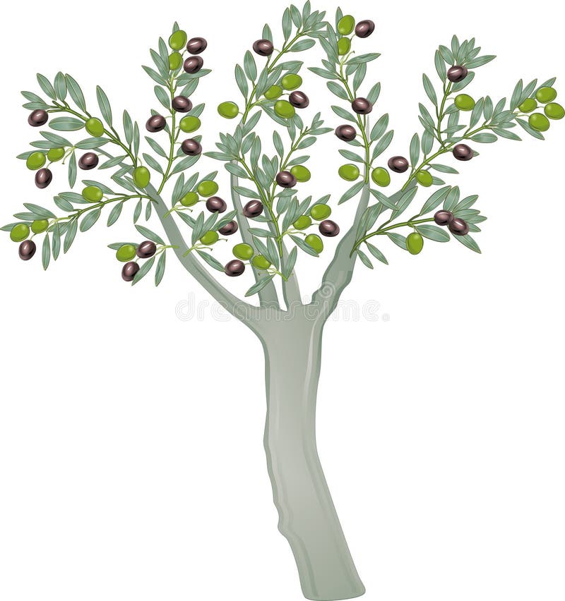 Old olive tree stock vector. Illustration of colour, tree - 41989633