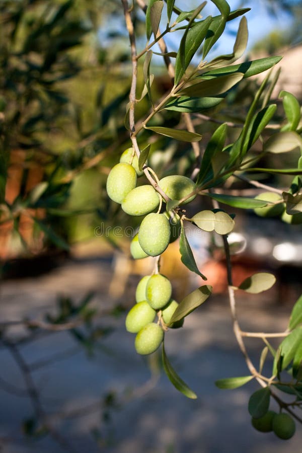 Olive tree stock photo. Image of agriculture, vegetables - 11440776