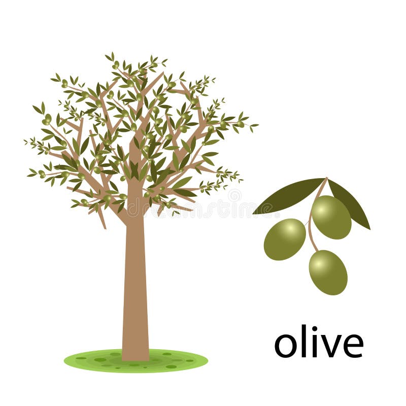 480+ Cartoon olive Free Stock Photos - StockFreeImages