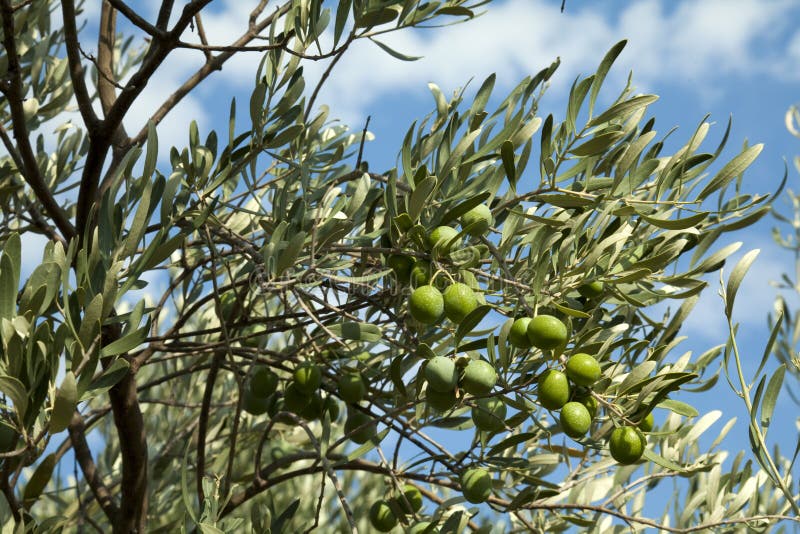 Olive tree stock image. Image of leaf, healthy, isolated - 17144761