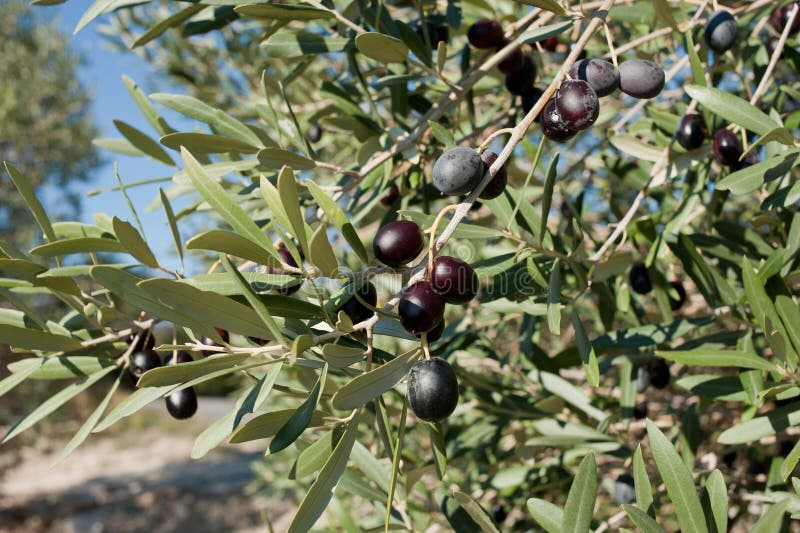 Olive tree stock photo. Image of lush, summer, fresh - 17473944