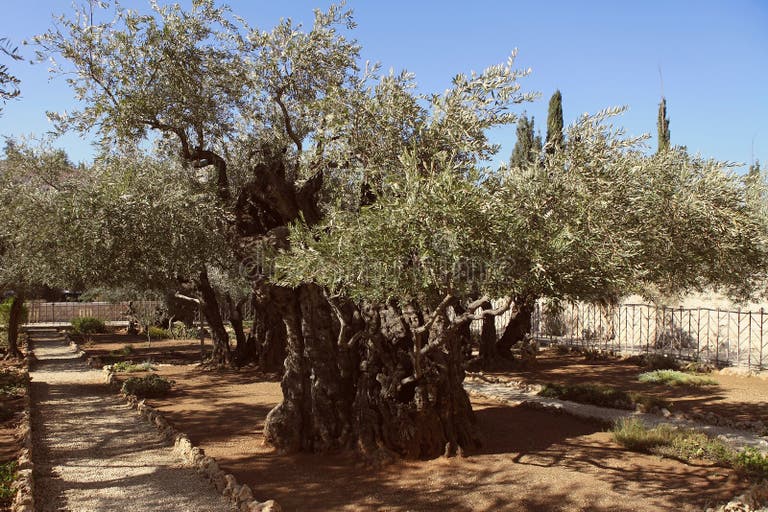 1,376 Olive Tree Jerusalem Stock Photos - Free & Royalty-Free Stock ...