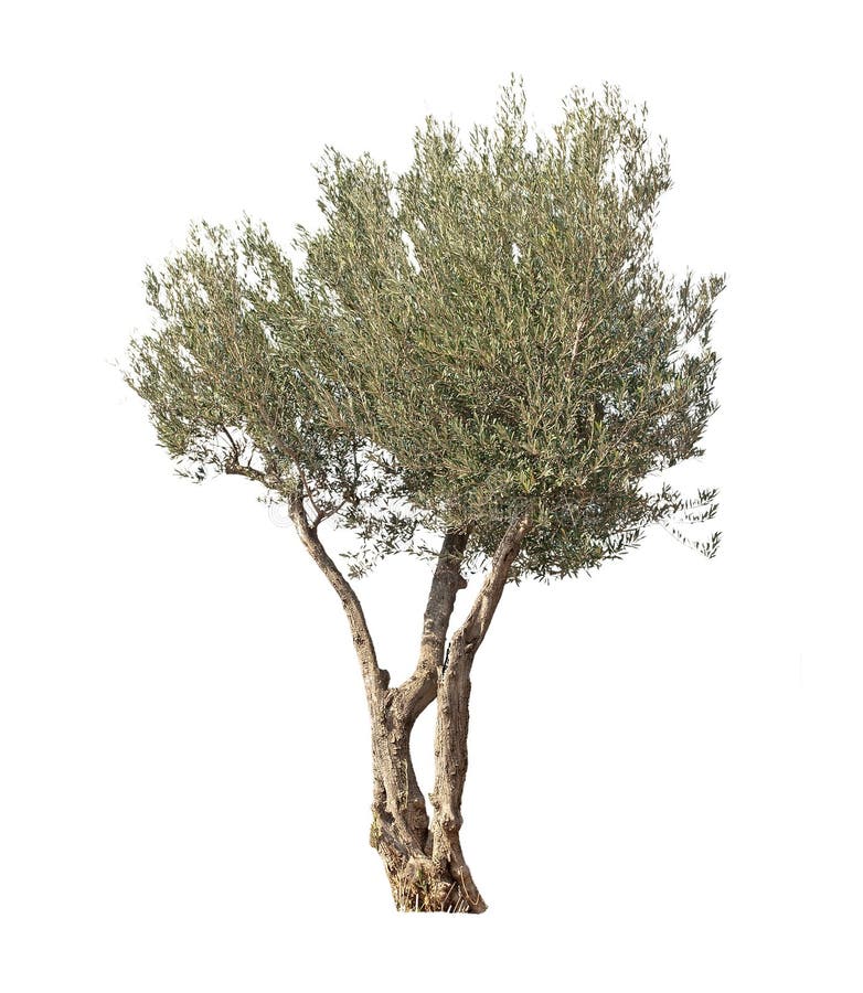 Olive Tree stock image. Image of nature, land, olea, horizontal - 2180673