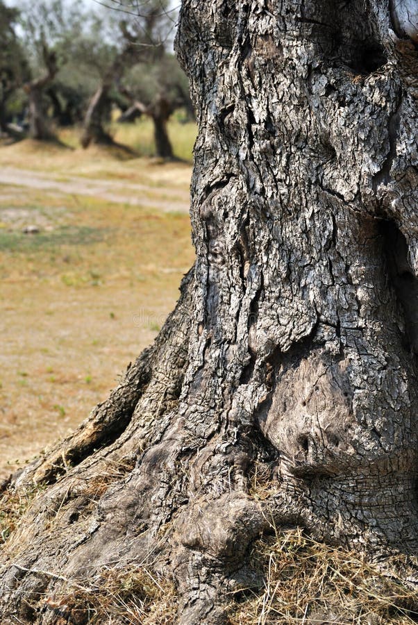 Olive tree stock photo. Image of olive, tree, grass, bright - 19599238