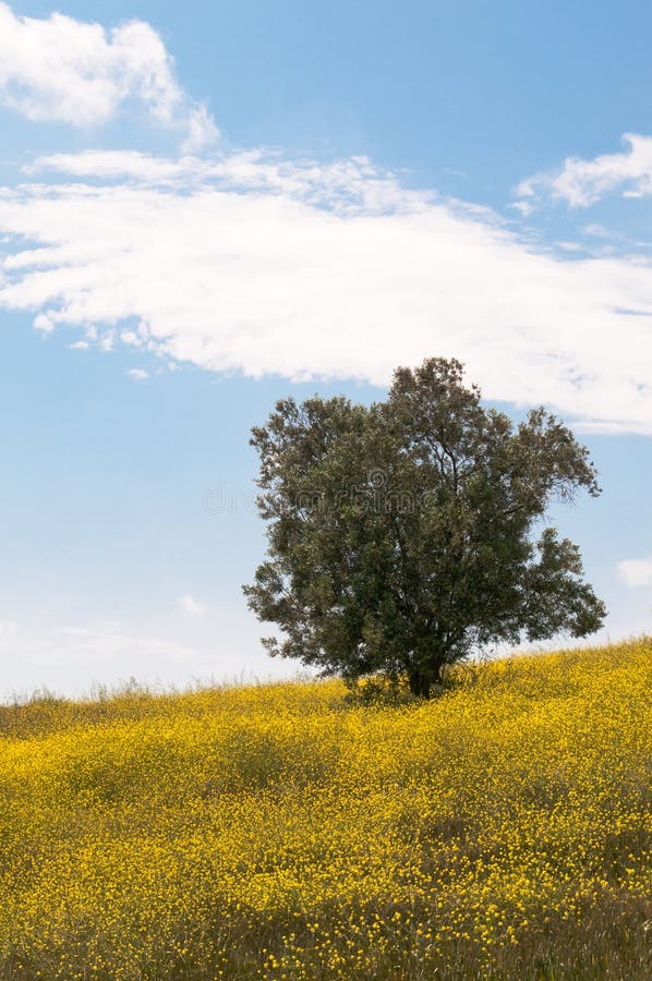 May Tree in Bloom stock image. Image of bloom, green - 138817835