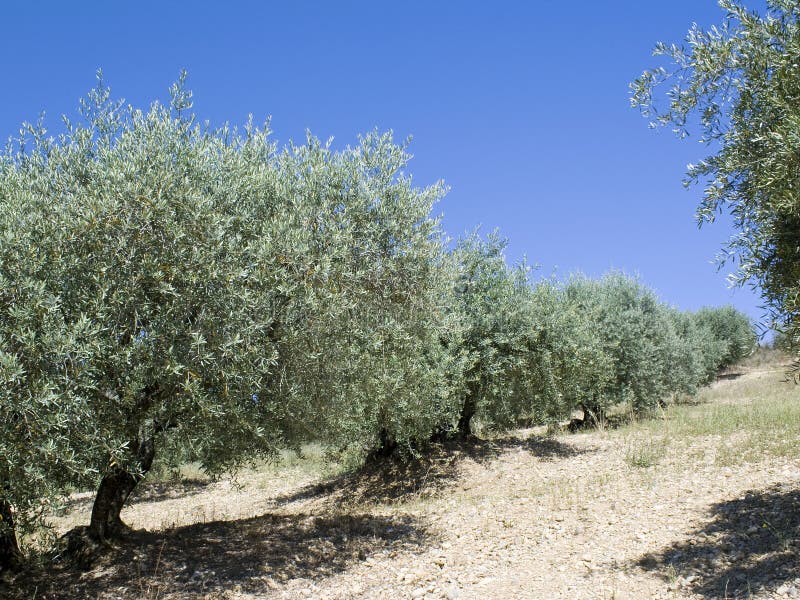 Olive Tree Picture. Image: 20971244