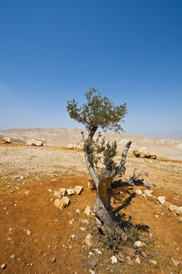 Olive tree in Desert stock photo. Image of israel, stone - 188640566