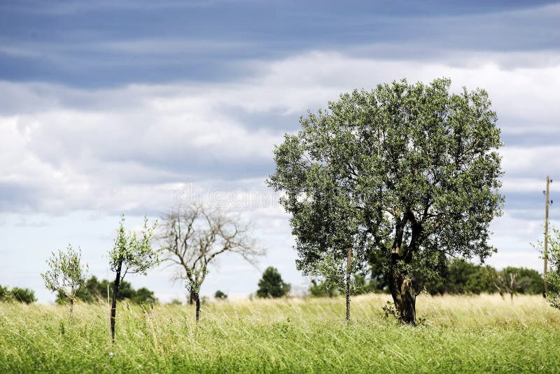 Lone Steer and Oak Tree on Texas Ranch Land Stock Image - Image of tree ...
