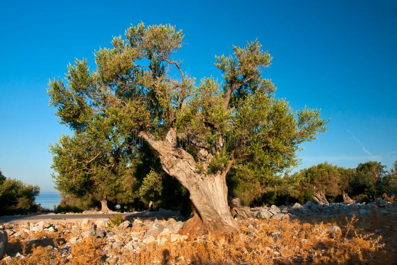 Olive tree and roots stock image. Image of oliva, ibiza - 316587