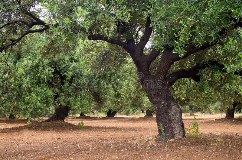 Sunset In The Sahara Desert. City In The Desert. Stock Photo - Image of ...