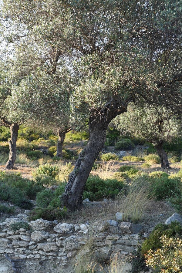 Olive tree stock photo. Image of fruit, nature, food - 27736430