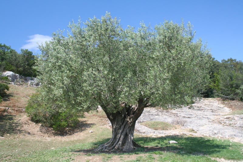 Olive tree stock image. Image of grass, agriculture, olive - 315295