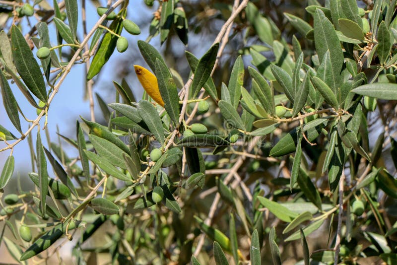 Olive Tree Affected by the Bacterium Xylella Stock Photo - Image of ...