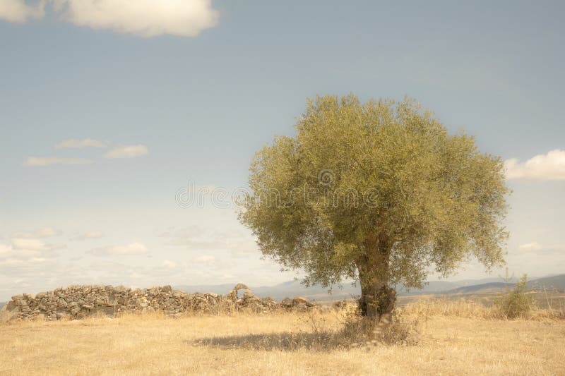 Olive Tree Alone in the Dry Field Stock Image - Image of field, grass ...