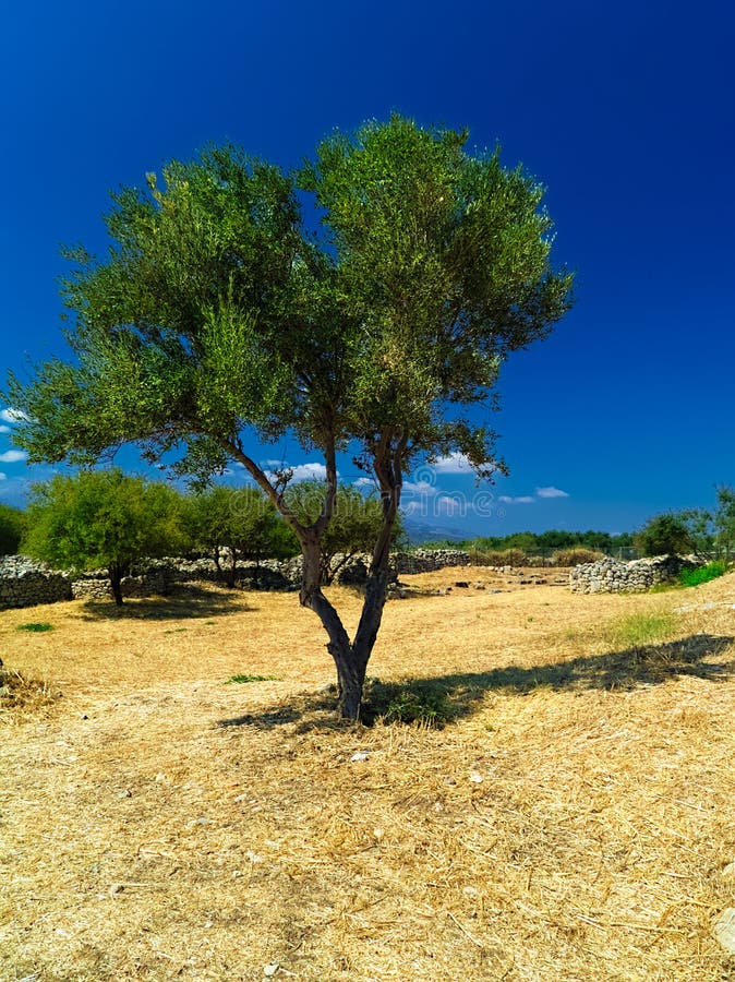 Olive tree alone in field. stock photo. Image of outdoor - 145703044