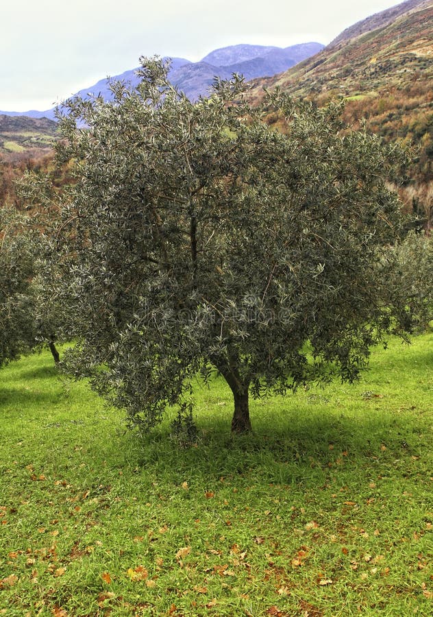 Olive tree background stock photo. Image of history, isolated - 12575036