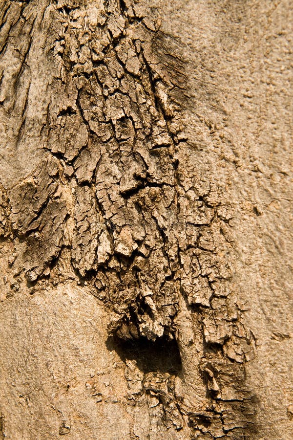 Olive tree bark stock image. Image of contrast, abstract - 6422657