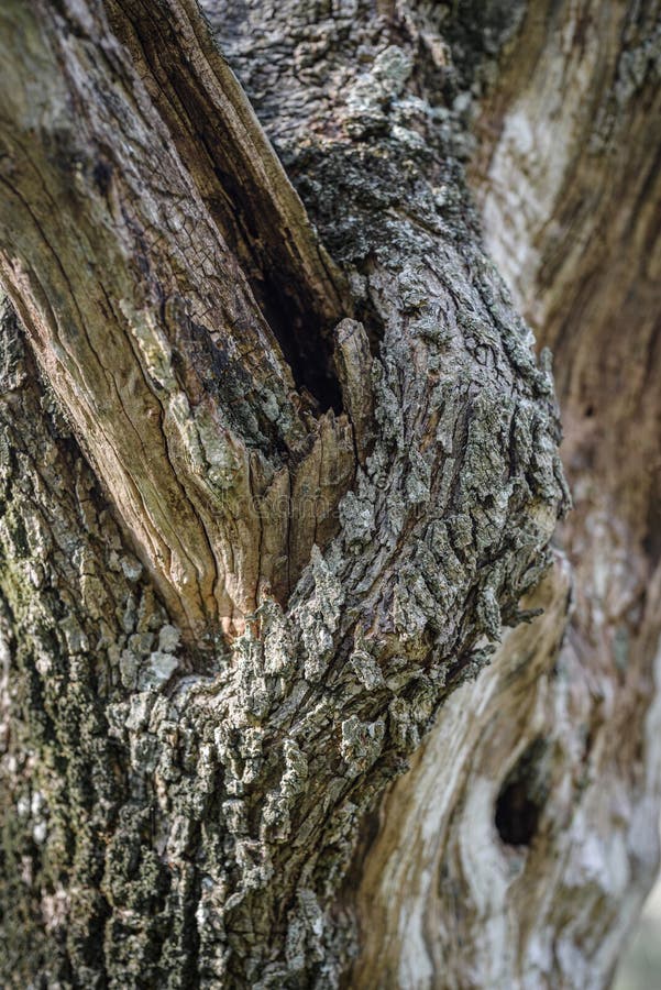 Olive tree bark close up stock photo. Image of macro - 244881288