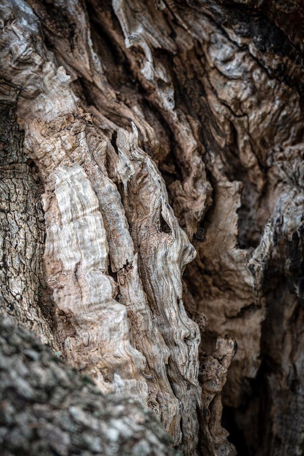 Olive tree bark close up stock image. Image of rugged - 161946653