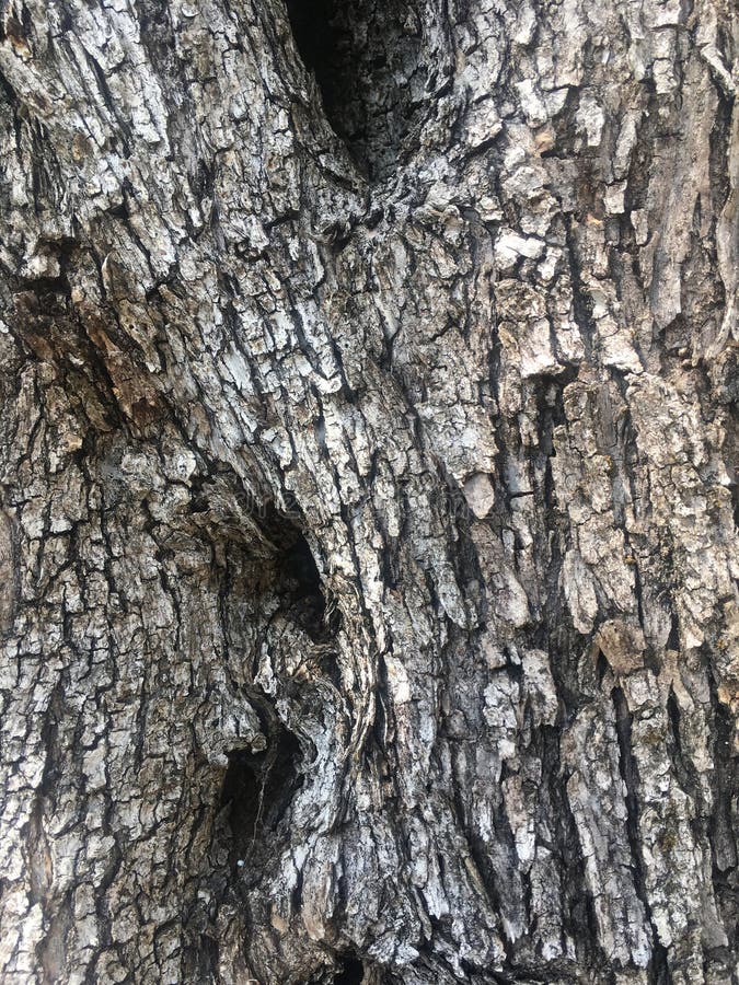 Olive Tree Bark in Close-up. Stock Photo - Image of agriculture ...
