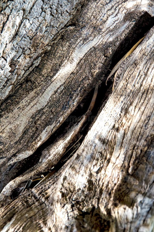 Olive Tree Bark stock photo. Image of food, bark, agriculture - 60625314