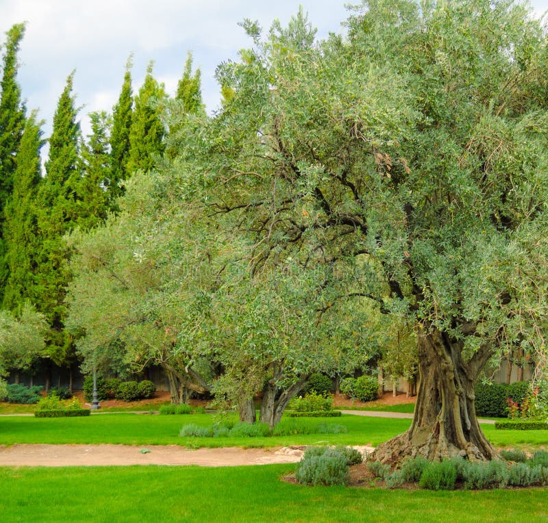 Olive Tree in the Beautiful Garden Stock Photo - Image of farming ...