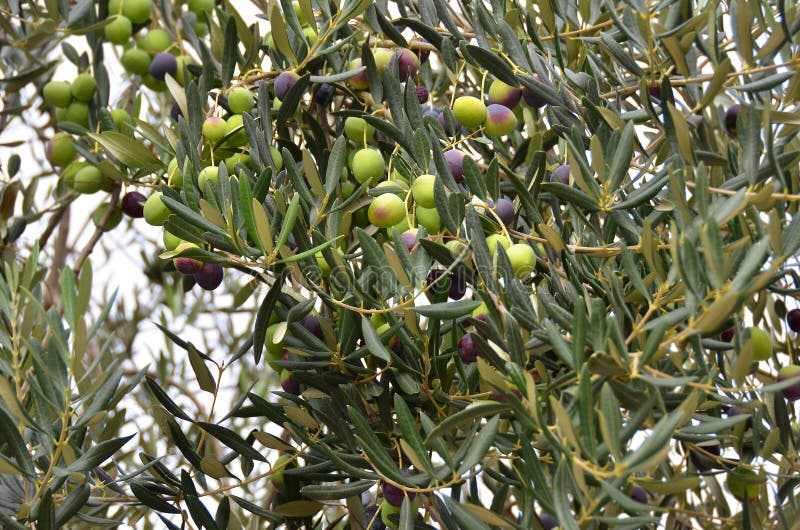 Olive tree with berry stock photo. Image of garden, gardening - 86397918