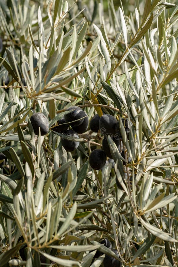 Olive Tree with Big Ripe Black Olives Ready for Harvest Stock Photo ...