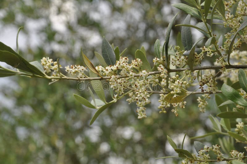 Olive tree in bloom stock image. Image of season, agricultural - 314912255