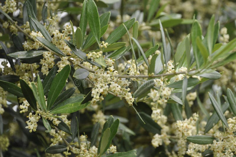 Olive tree in bloom editorial photography. Image of trees - 322221172