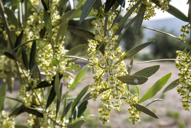 Olive Tree in Bloom during Spring Stock Photo - Image of bloom, branch ...