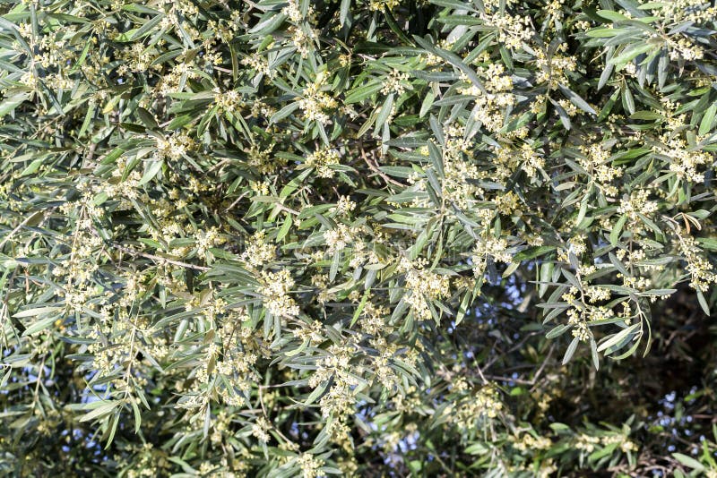 Olive Tree in Bloom during Spring Stock Image - Image of olives, grove ...