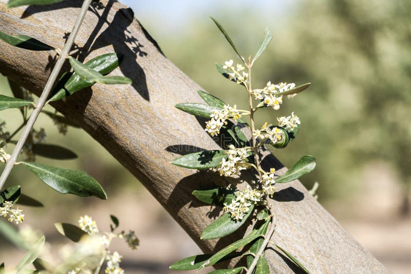 Olive Tree in Bloom during Spring Stock Photo - Image of natural ...