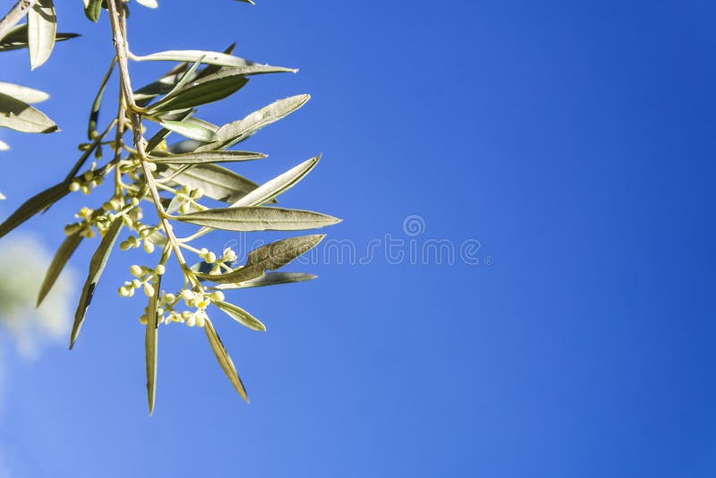 Olive Tree in Bloom during Spring Stock Image - Image of culture ...