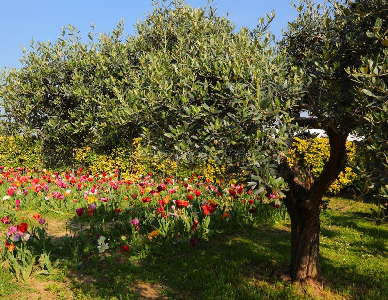 Olive Tree and a Blooming Garden with Colorful Tulips in Spring Stock ...