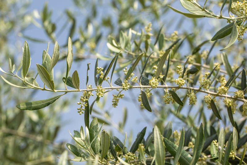 Olive Tree Blooms, Flowers on the Branches of an Olive Tree Closeup ...