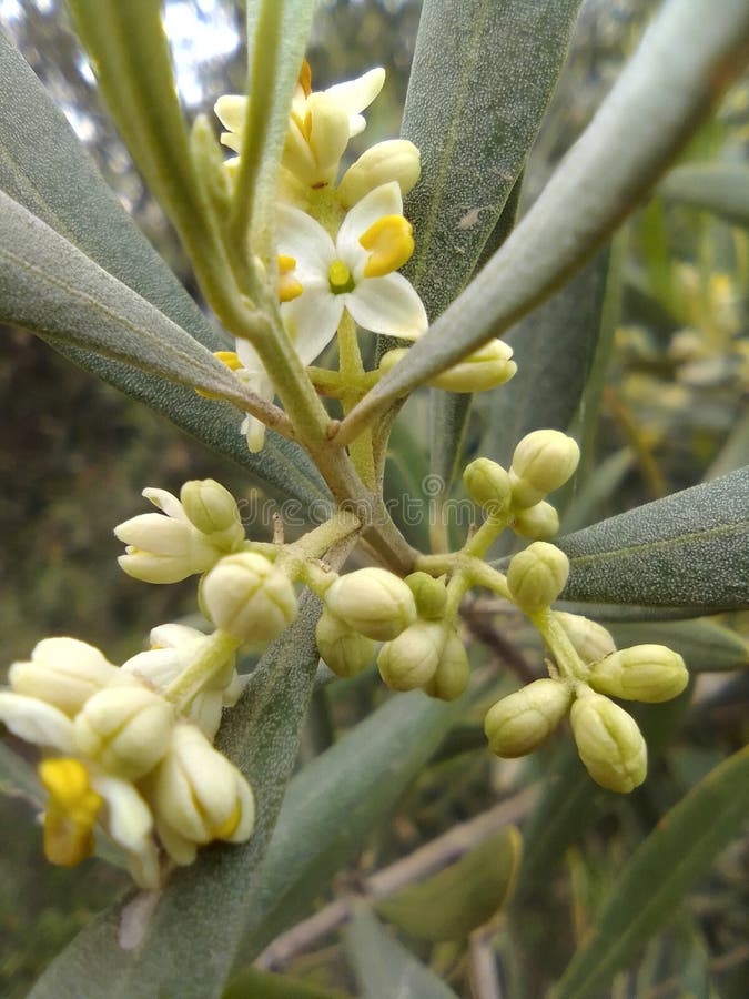 Olive tree blosoming stock photo. Image of flower, branch - 249197654