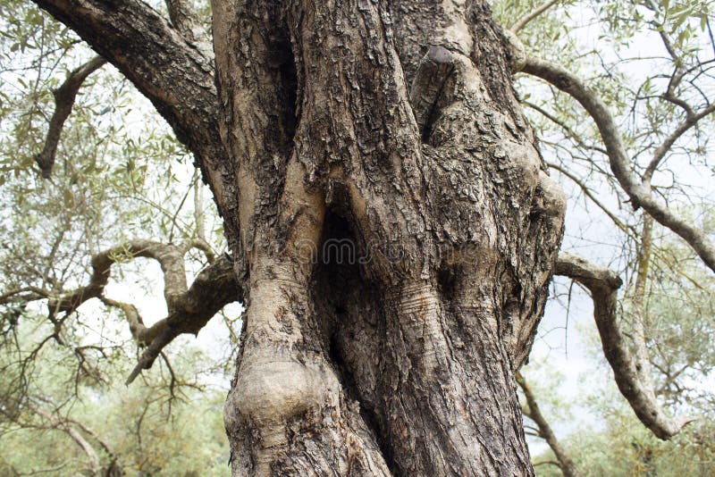 Olive Tree Body and Branches Stock Photo - Image of leaves, symbol ...