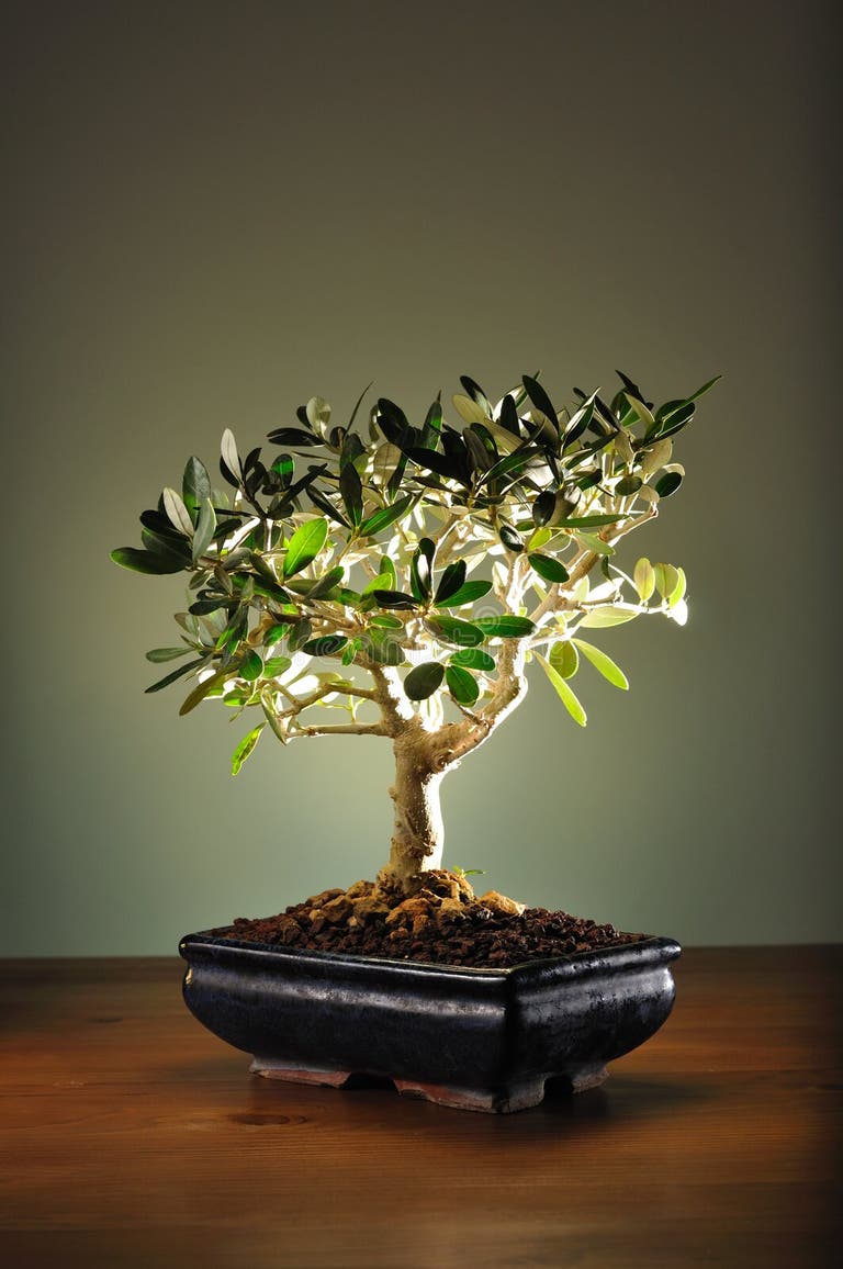 244 Olive Tree Bonsai Stock Photos - Free & Royalty-Free Stock Photos ...